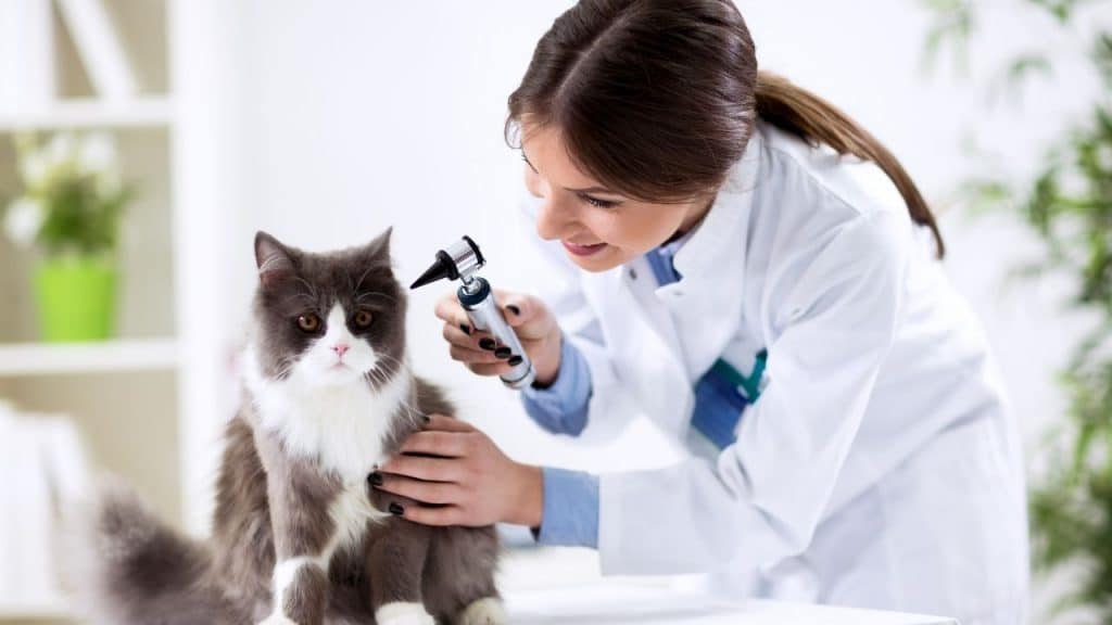 Associated Veterinary Partners of Jersey City, NJ Acquires Jeffrey ...